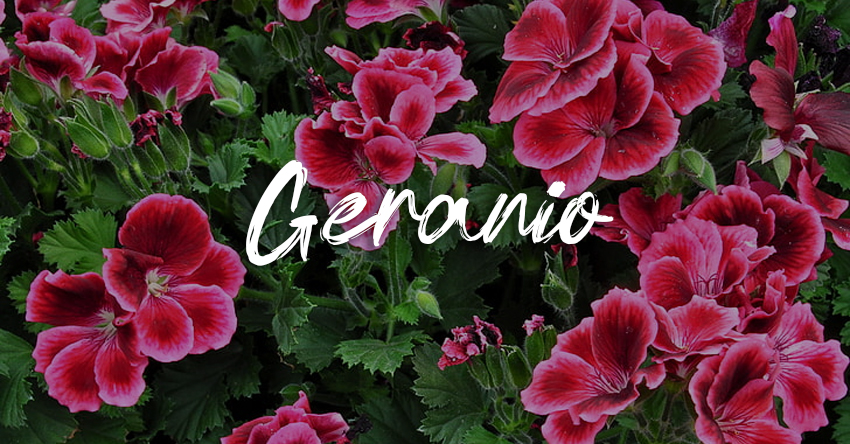 GERANIO - Taller Orgánico